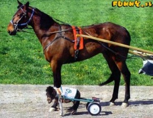 koňské sny a další - vtipné obrázky koní které nešly vložit do ...